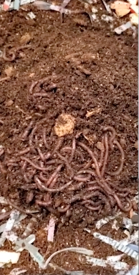 Small Scale Vermicomposting You Can Do Anywhere - Guest Rob Herring