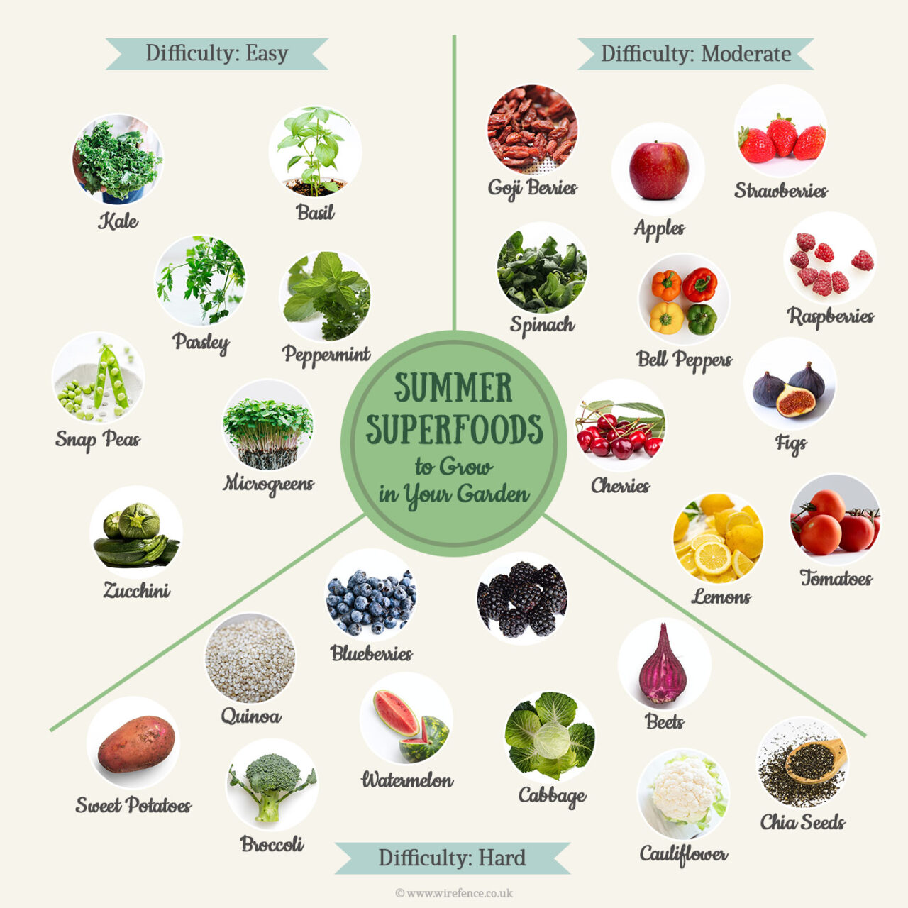 Superfoods to Grow in Your Garden