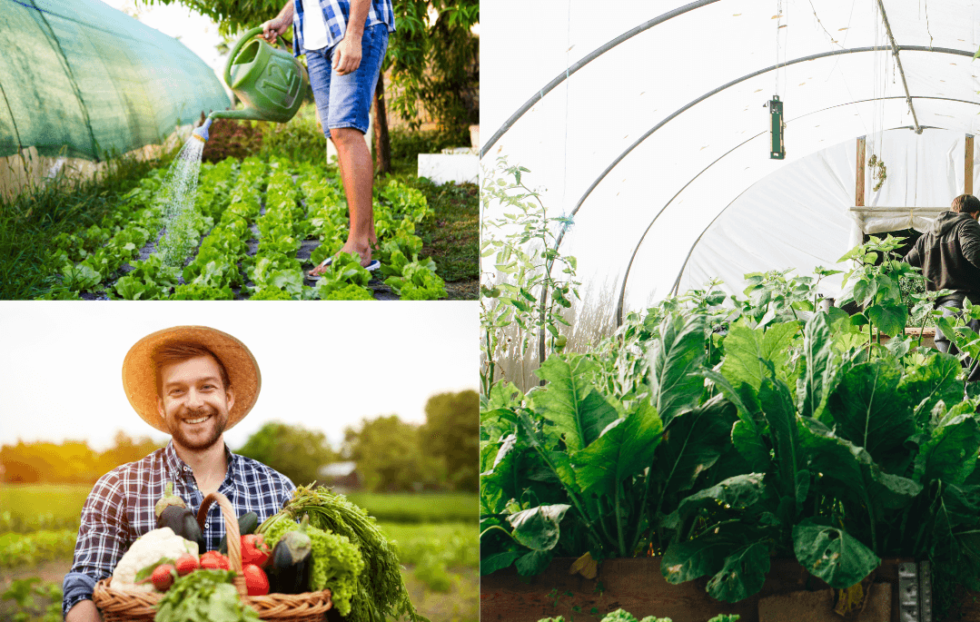 Home - Grow Your Own Vegetables