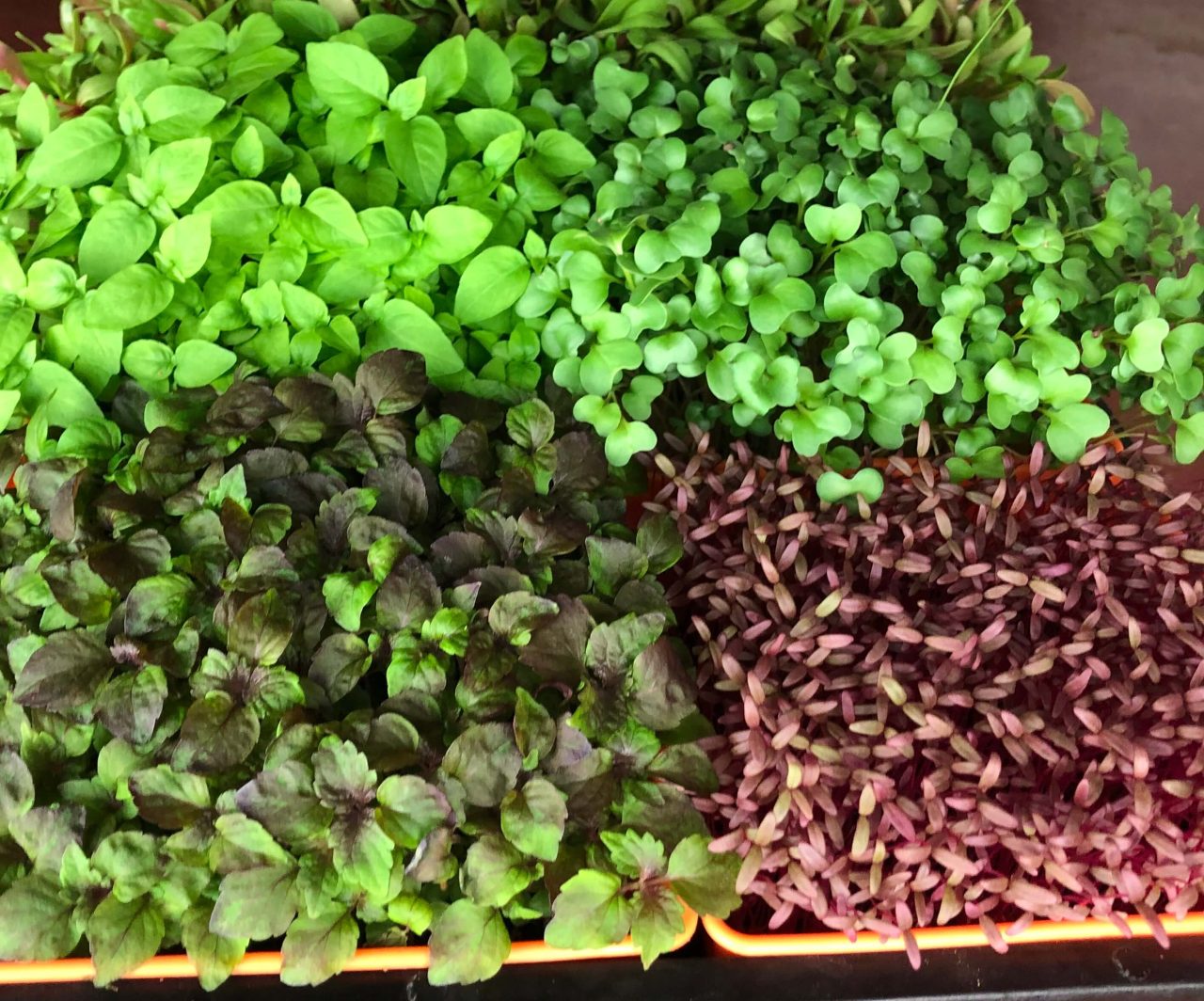 Benefits of Microgreens and Ways to Enjoy Them